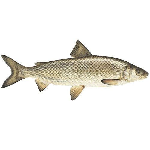 WILD CAUGHT WHOLE WHITEFISH / 10 LB – Brooklyn Fare